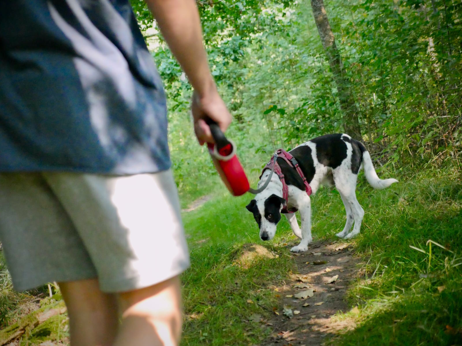 Pet Band Evolution: A Brief History and the Emergence of QR Code Pet ...